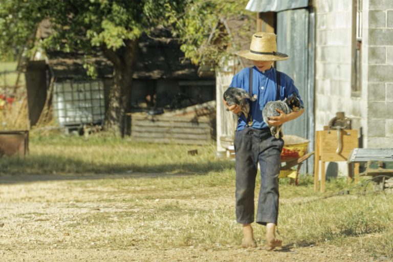 Why Do The Amish Love The Blue Heeler Dog So Much - Amish of Ethridge