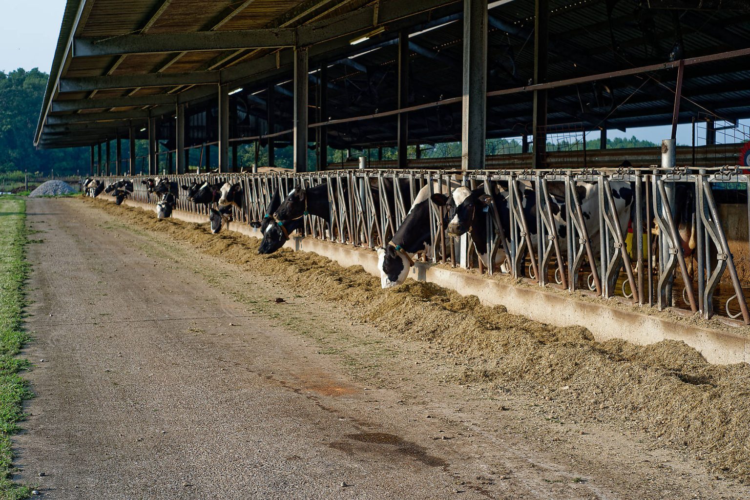 The Amish And Their Cows - Amish of Ethridge