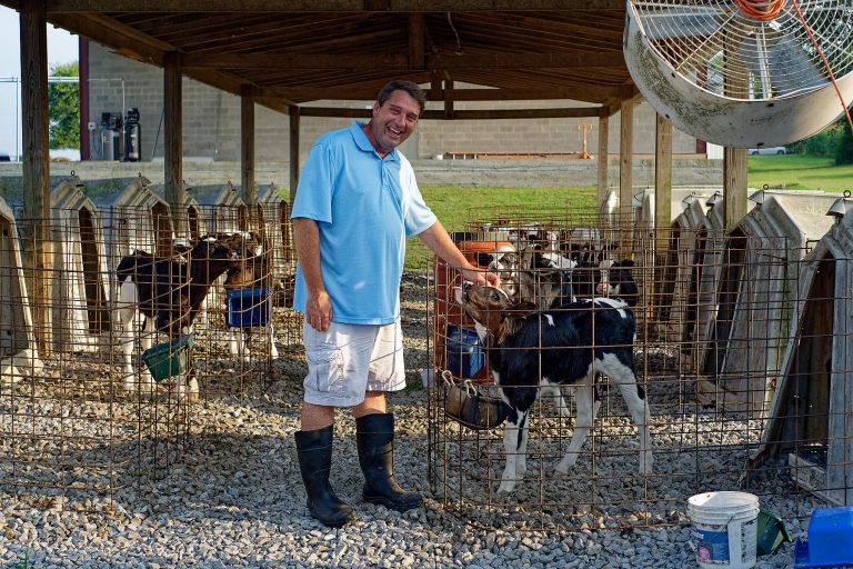 The Amish And Their Cows - Amish of Ethridge