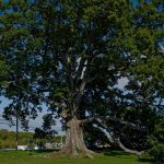 Morrison McMinnville Amish - Amish of Ethridge