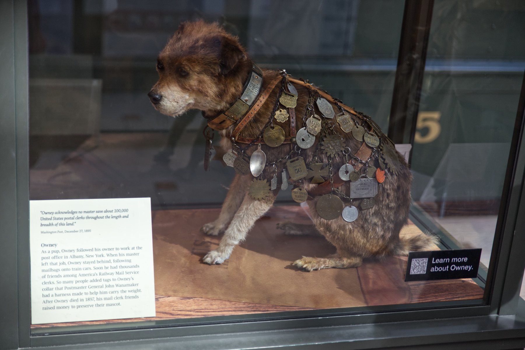 The Amish Best Friend, The Dog - Amish of Ethridge