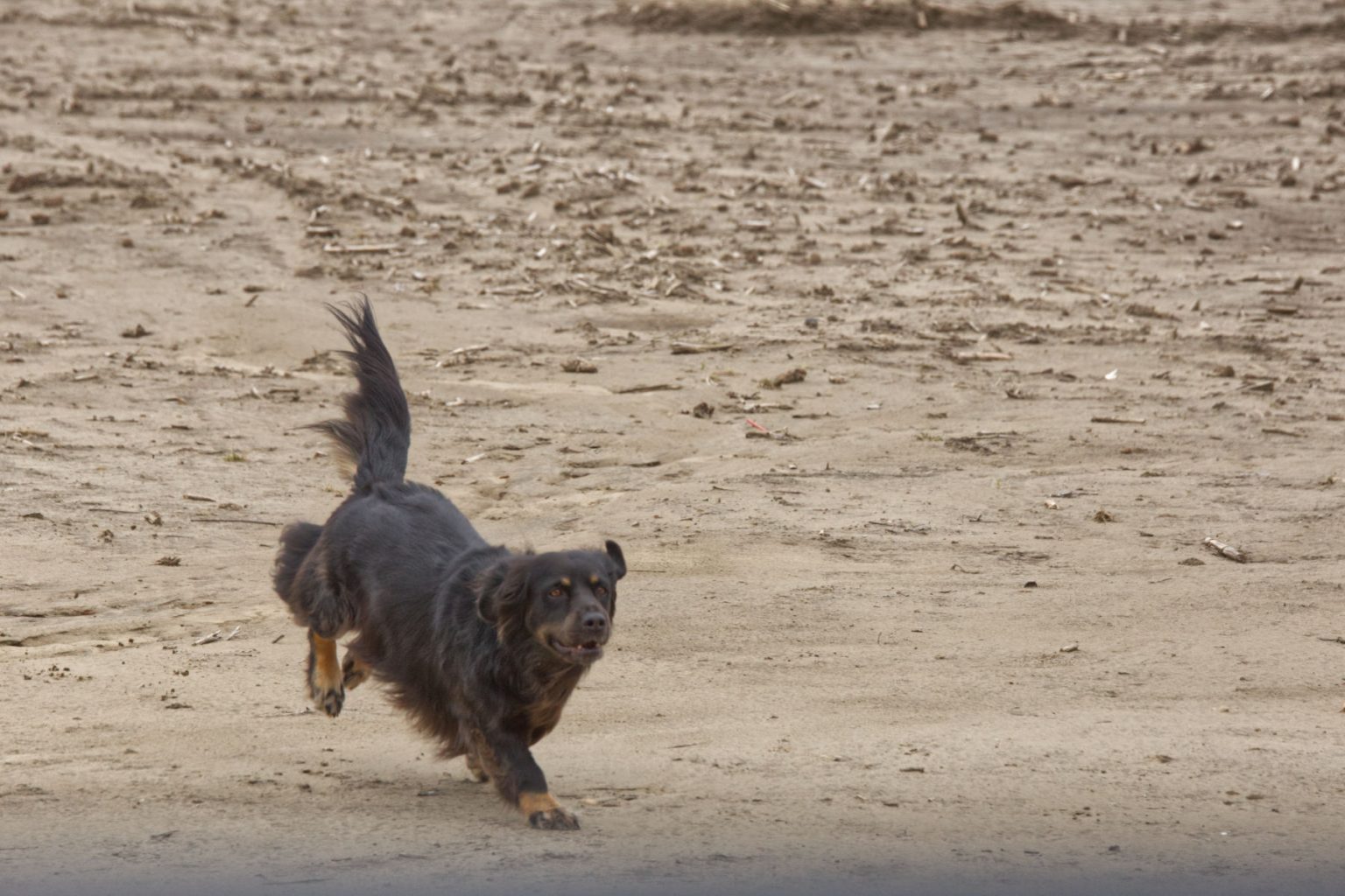 The Amish Best Friend, The Dog - Amish of Ethridge